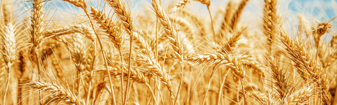 UNIPOL®聚丙烯工艺技术 - 格雷斯