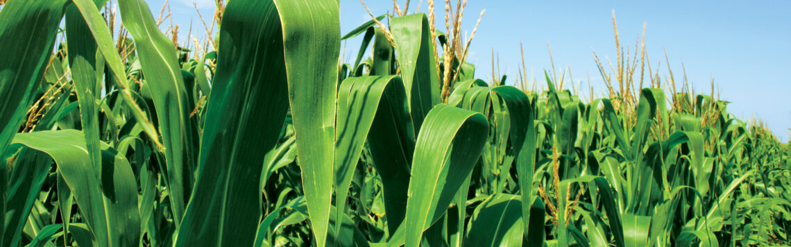 SYLOSIV®分子筛除水剂 - 格雷斯